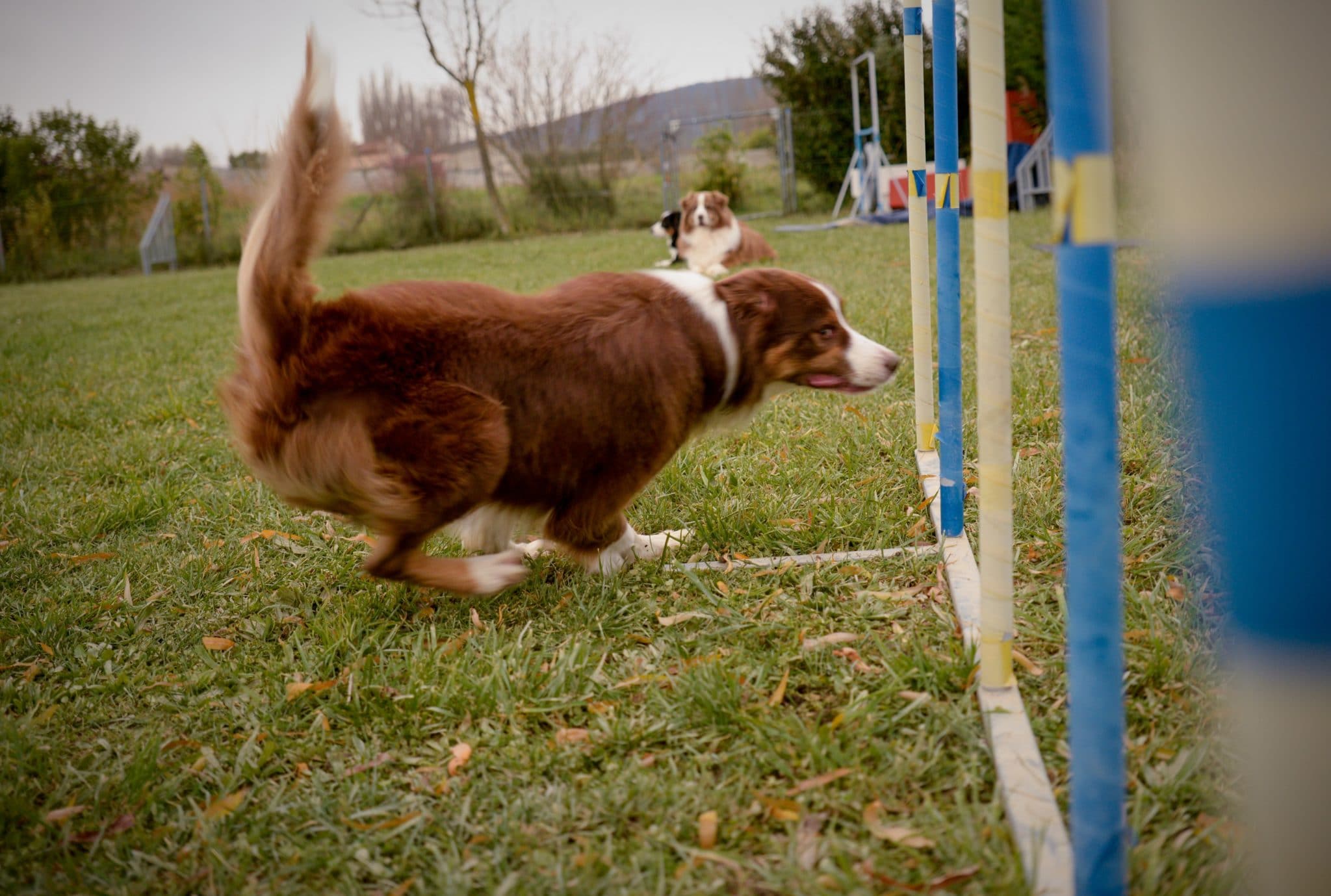 slalom agility